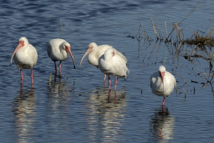3 Beautiful Nature Parks for Families Near Anna Maria Island - Anna ...